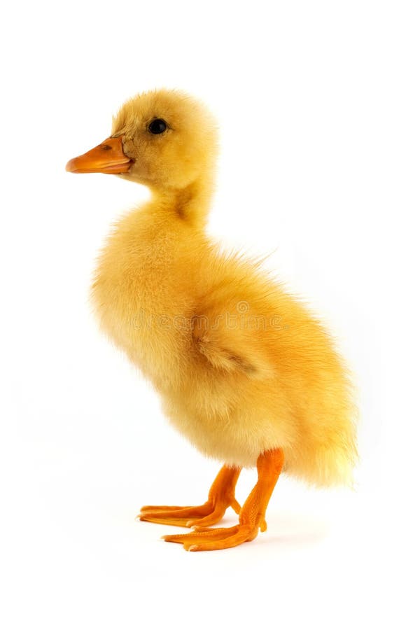Domestic yellow baby duck stock photo. Image of background - 75941690