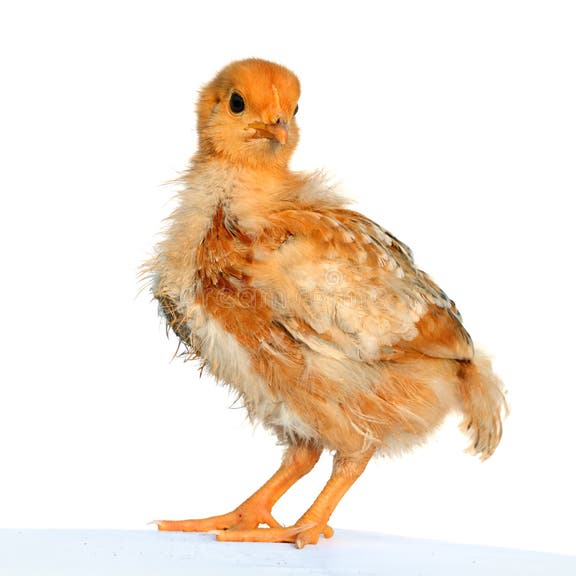 Yellow Small Easter Chicken Isolated. Stock Photo - Image of growth ...