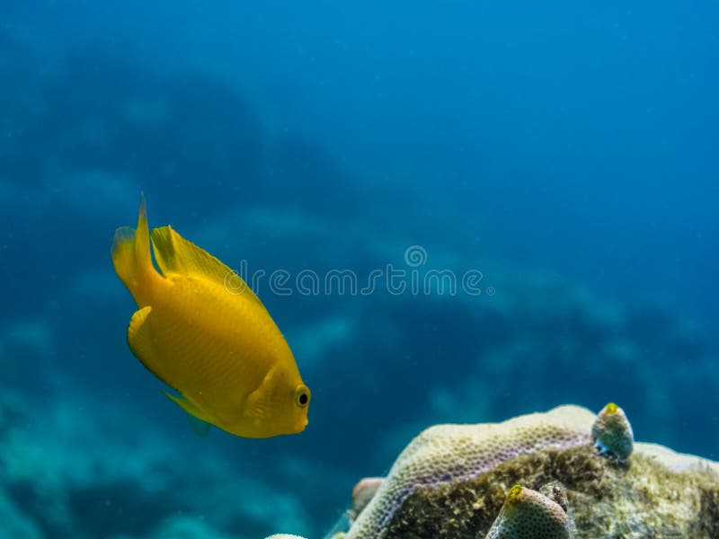 Yellow fish stock image. Image of saltwater, tropical - 23184797