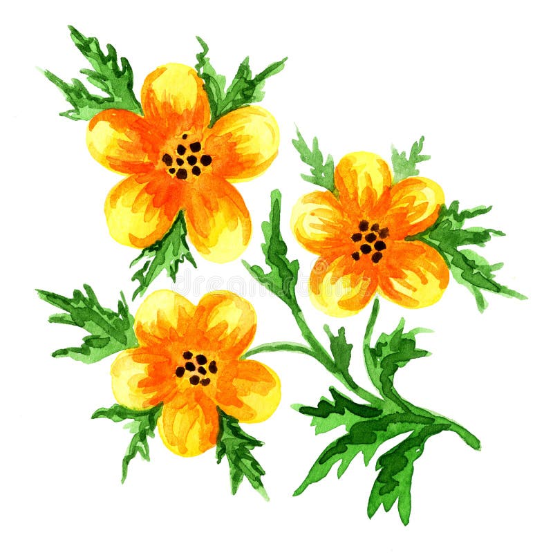 Yellow small florets stock illustration. Illustration of florets - 74858638