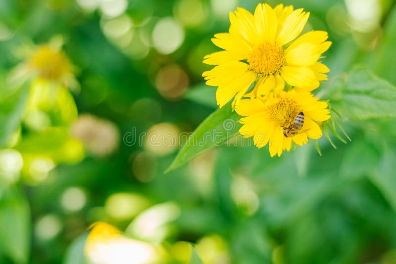 Yellow Small Flower on a Green Background. the Flower Grows in a Flower ...