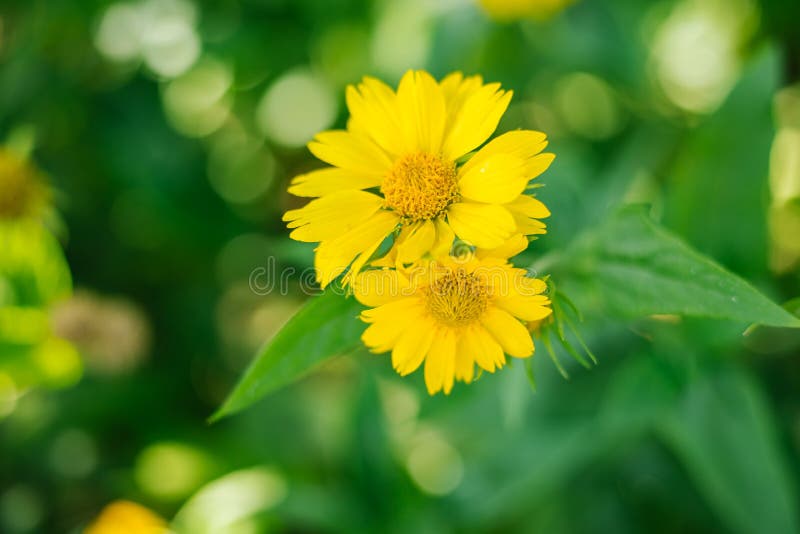 Yellow Small Flower on a Green Background. the Flower Grows in a Flower ...