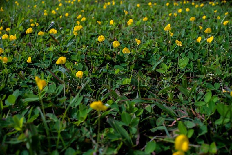 Yellow Small Flower in Ground Stock Image - Image of flower, yellow ...