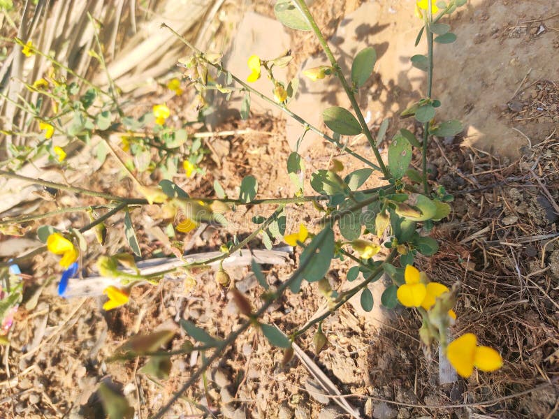 Yellow Small Flowers Tiny Fresh Flowers Bud Flower in the Garden in ...