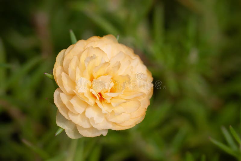 Yellow Small Mini Rose Romantic Flower with Blur Green Background Macro ...