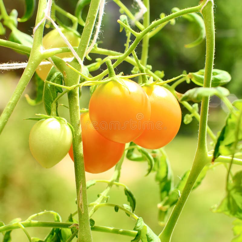 Yellow Small Tomatoes on Branch Stock Photo - Image of tomato, fruit ...