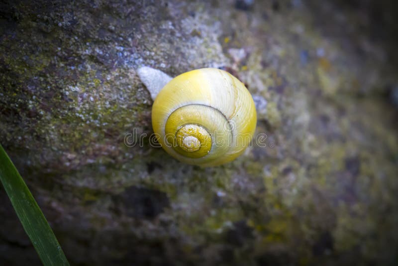 Yellow snail stock photo. Image of looking, snail, slimy - 39894588