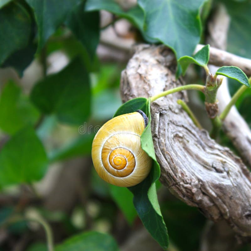 Yellow snail stock photo. Image of animals, leaf, summer - 45016608