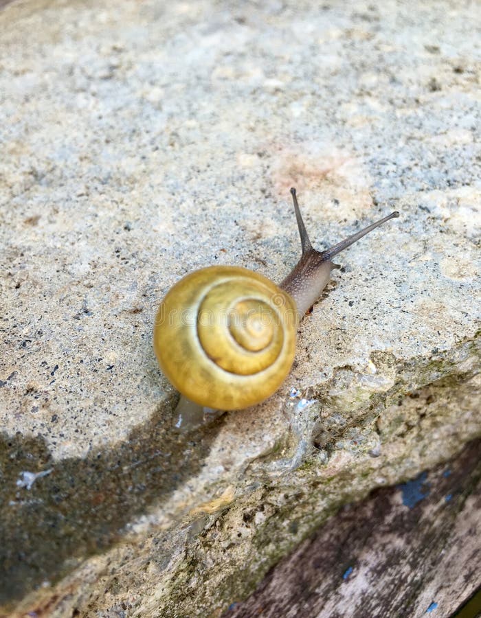 Yellow snail stock photo. Image of slow, food, move, shell - 74594870