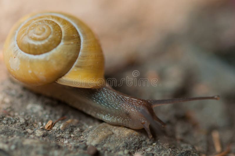 Yellow snail close-up stock photo. Image of green, macro - 133821458