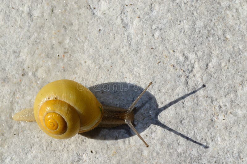 Yellow snail with shadow stock image. Image of house - 44935419