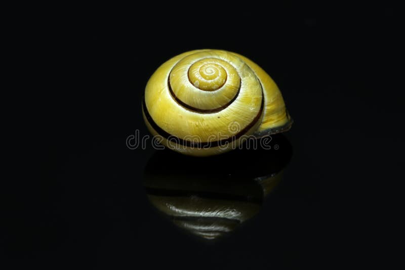 Yellow Snail Shell on a Black Background Stock Image - Image of ...