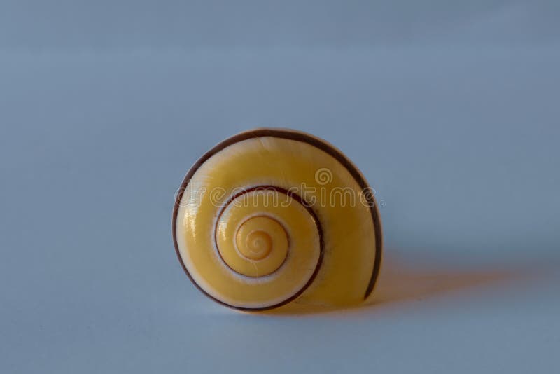 Yellow Snail Shell stock photo. Image of cowrie, panoramic - 180393050