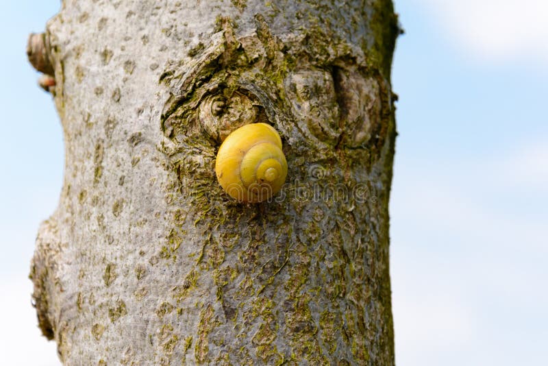 Yellow snail on the tree stock image. Image of shell - 91289821