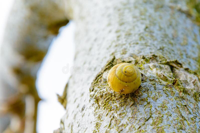 Yellow snail on the tree stock image. Image of helicidae - 91289845