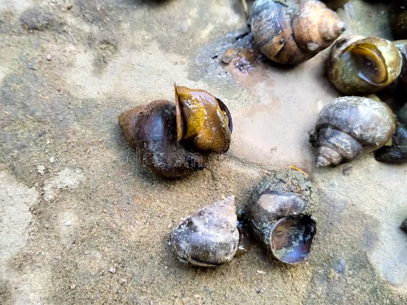 Yellow Snails Run on the Floor Food Stock Photo - Image of spiral, rock ...