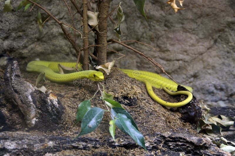 Yellow snake 1 stock image. Image of green, mamba, flexibility - 1372395