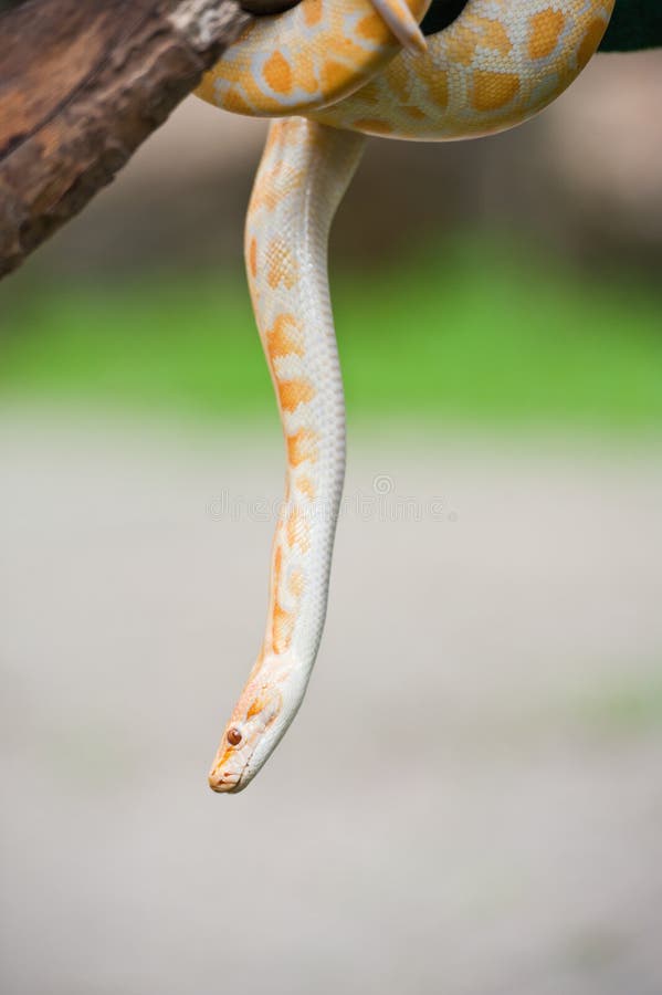 Yellow snake stock photo. Image of defensive, mouth, reptile - 19734868