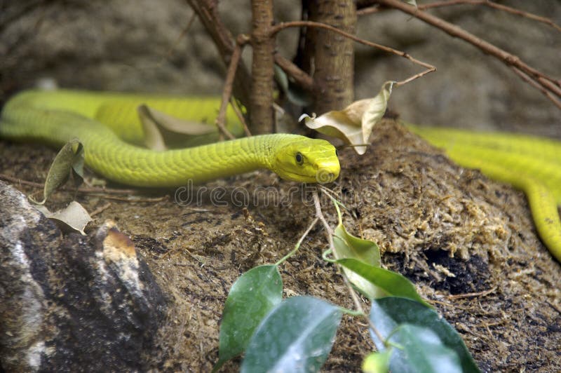 East African Green Mamba stock photo. Image of reptile - 26061598