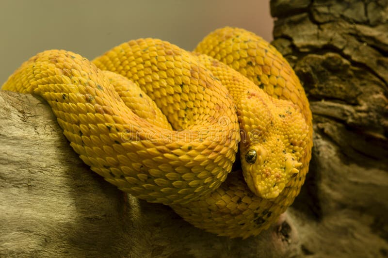 Yellow snake stock photo. Image of threat, tree, reptile - 24014638