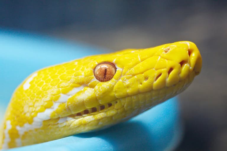 Yellow snake stock photo. Image of corallus, reptilian - 9468548