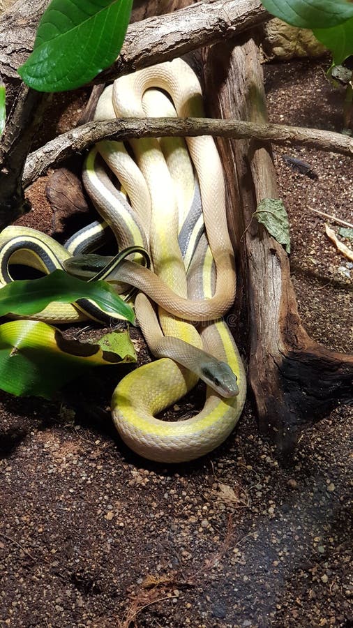 Yellow Snake, Manila Zoo, Manila, Philippines Editorial Stock Image ...
