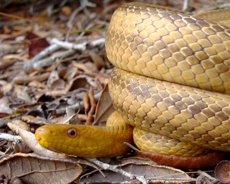 Yellow Snake Coiled Constricting on the Ground Stock Photo - Image of ...