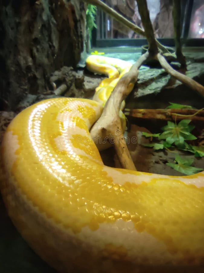 Yellow snake pattern glow stock photo. Image of patternglow - 295402232