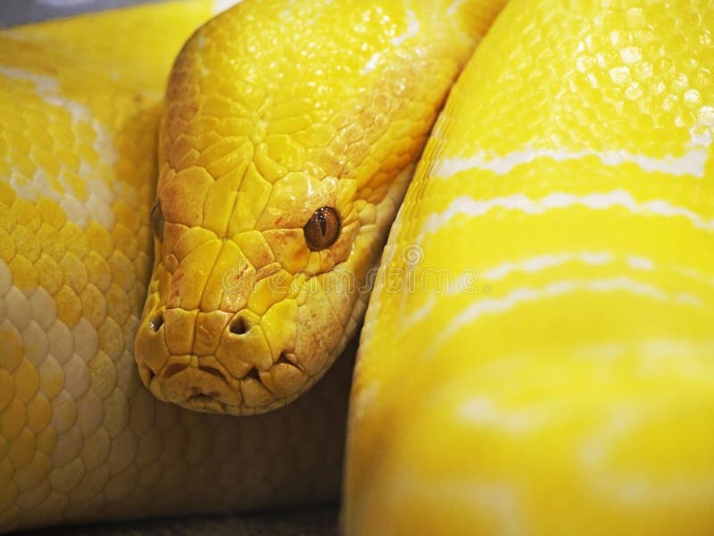 Yellow snake stock photo. Image of patters, cure, power - 1427088