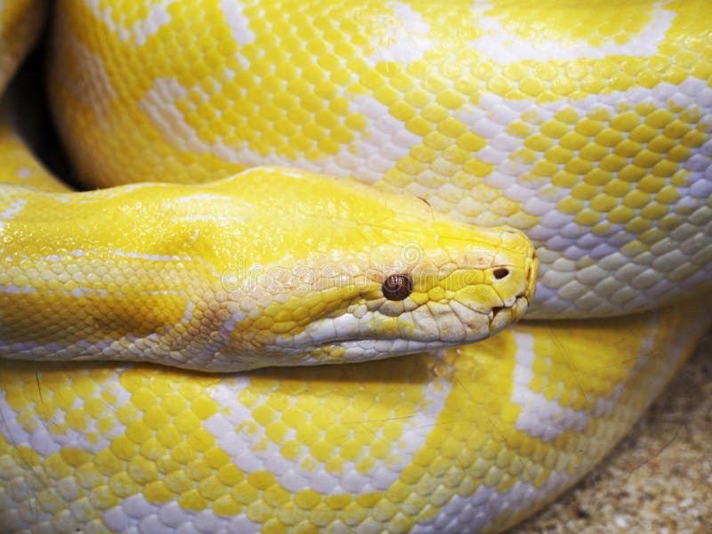 Yellow snake stock photo. Image of corallus, reptilian - 9468548