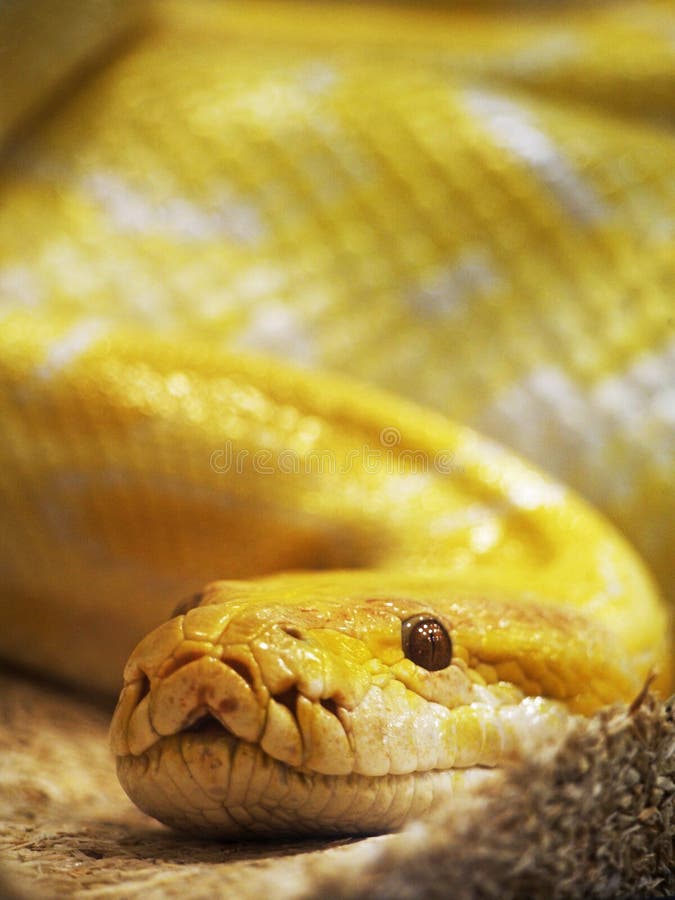 Yellow snake stock image. Image of background, isolated - 39661753