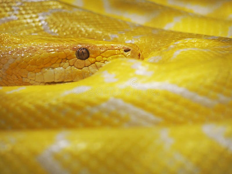 Yellow snake stock photo. Image of material, isolated - 39661754