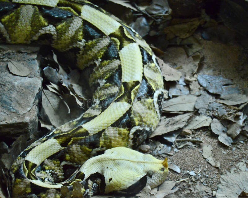 Yellow snake resting stock photo. Image of brown, beauty - 148863314