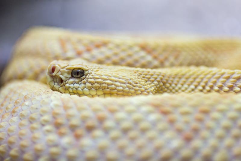 Yellow snake resting. stock photo. Image of scale, close - 98474770
