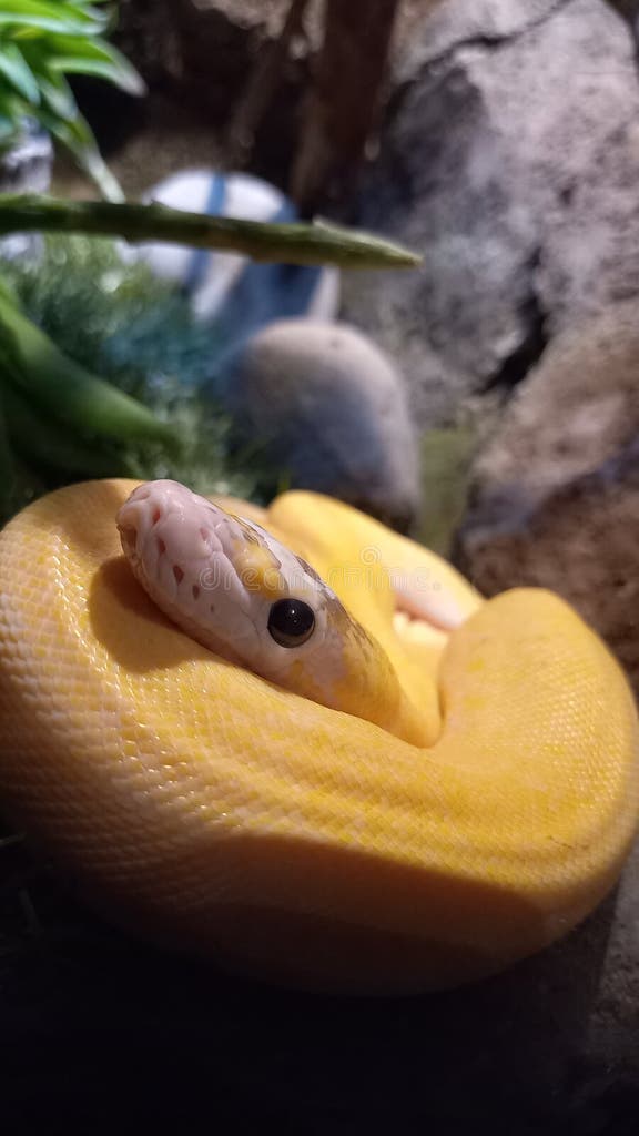 The Yellow Snake is Staring at My Camera from Its Cage Stock Photo ...