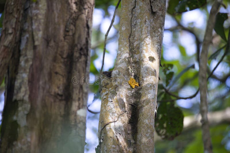 Yellow Snake on a Tree in a Lush Forest Surrounded by Tall Trees Stock ...