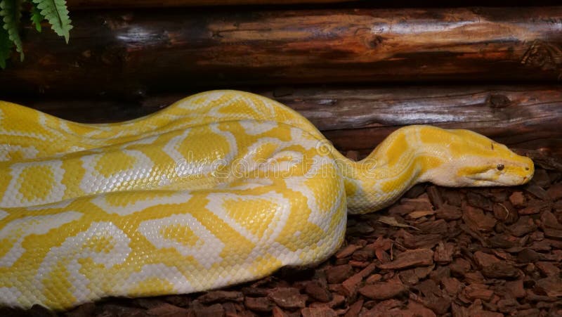 Yellow snake stock image. Image of animal, snake, long - 113389597