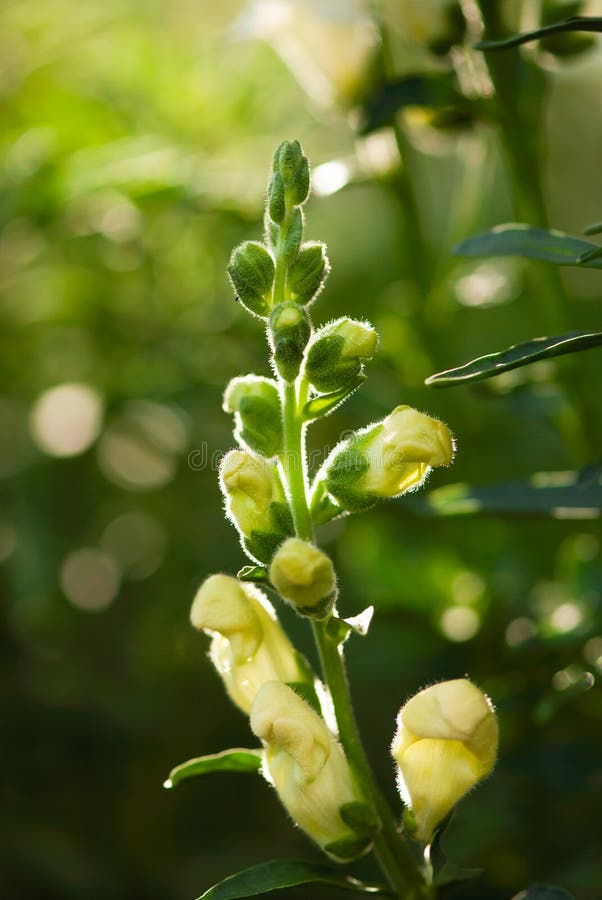 Green Snapdragon Buds stock photo. Image of blossom - 124820710