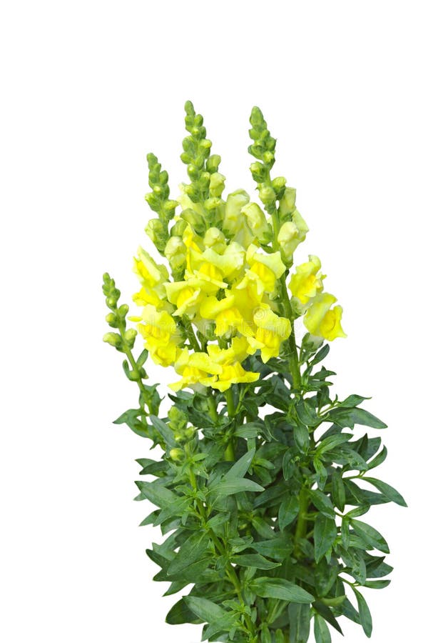 Yellow Snapdragon Flower stock image. Image of color - 25146565