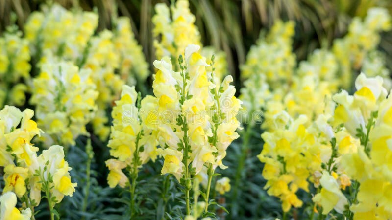 Yellow Snapdragon Flower in the Garden Stock Image - Image of ...