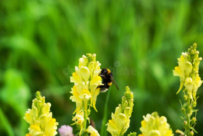 Yellow Snapdragon Flower Grows on the Field. Stock Photo - Image of ...