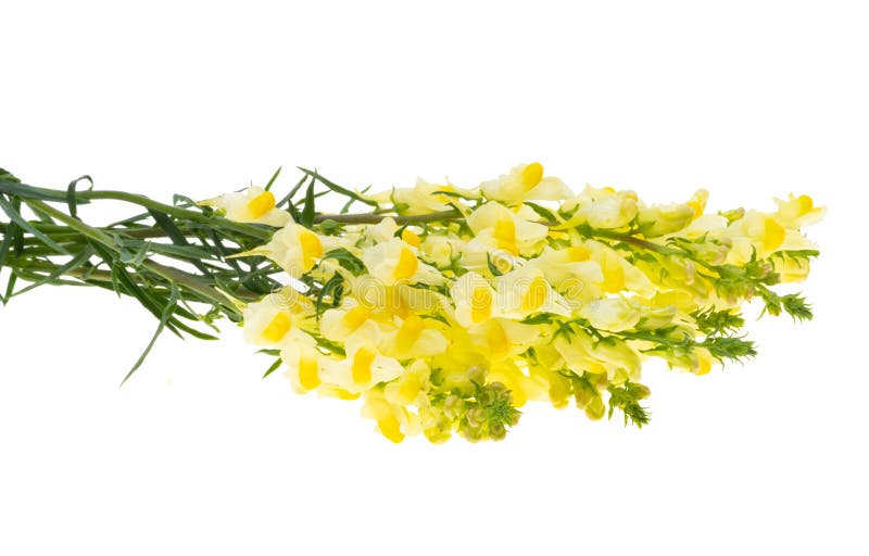 Yellow Snapdragon Flowers Isolated Stock Image - Image of flower ...