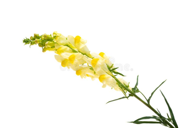 Yellow Snapdragon Flowers Isolated Stock Photo - Image of bloom, nature ...