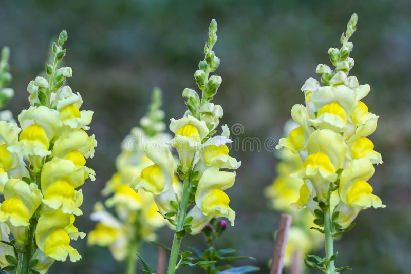 Yellow Snapdragon in Garden Stock Image - Image of snapdragon ...