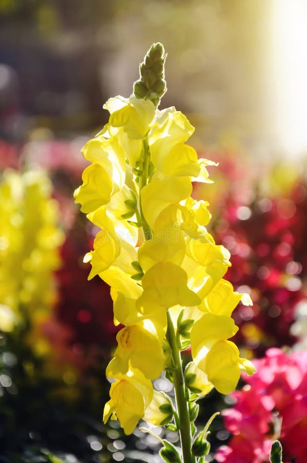 Yellow Snapdragon Lit by Sunlight Stock Image - Image of color, leaf ...