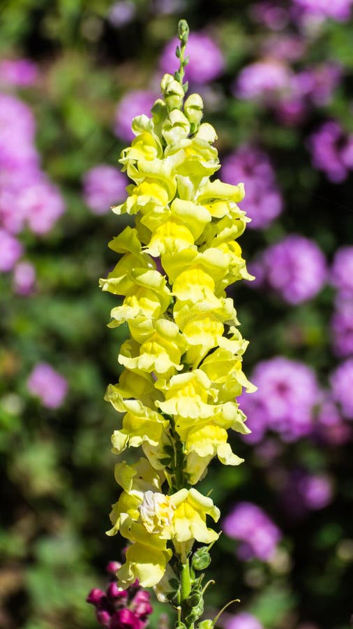 Yellow Snapdragons stock photo. Image of bloom, ideas - 43862052