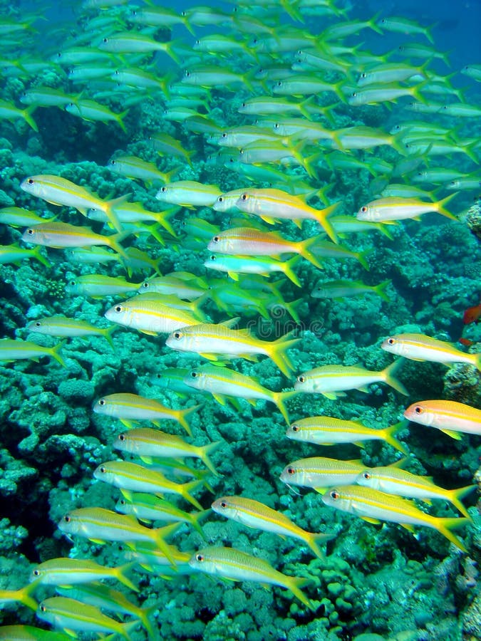 Yellow Snapper stock image. Image of follow, mouth, subaqua - 653885