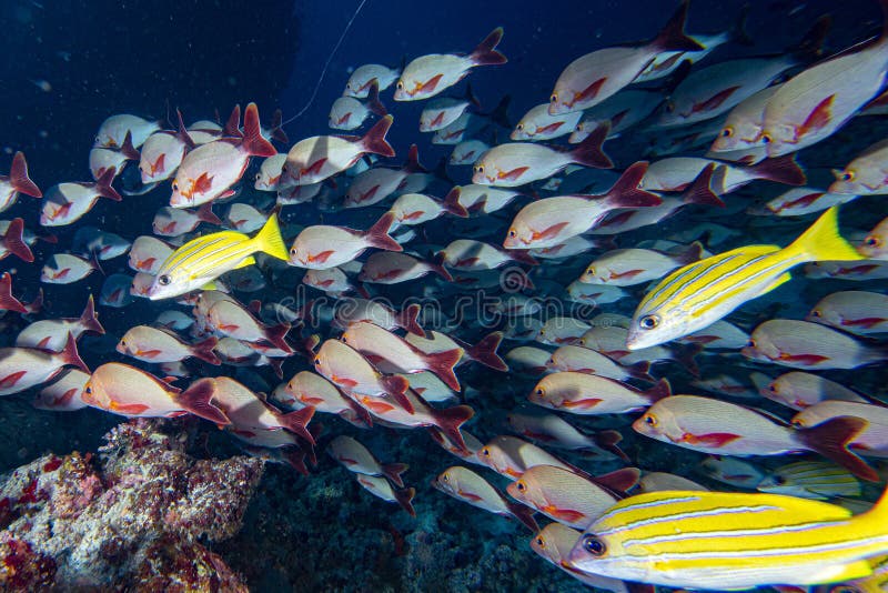 Yellow Snapper Lutjanidae while Diving Maldives Stock Image - Image of ...