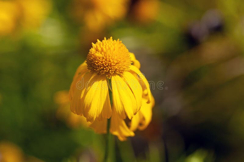 Sneezeweed - Helenium stock photo. Image of autumn, exotic - 102142318