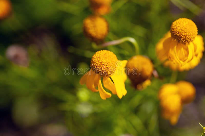 Sneezeweed - Helenium stock photo. Image of autumn, exotic - 102142318